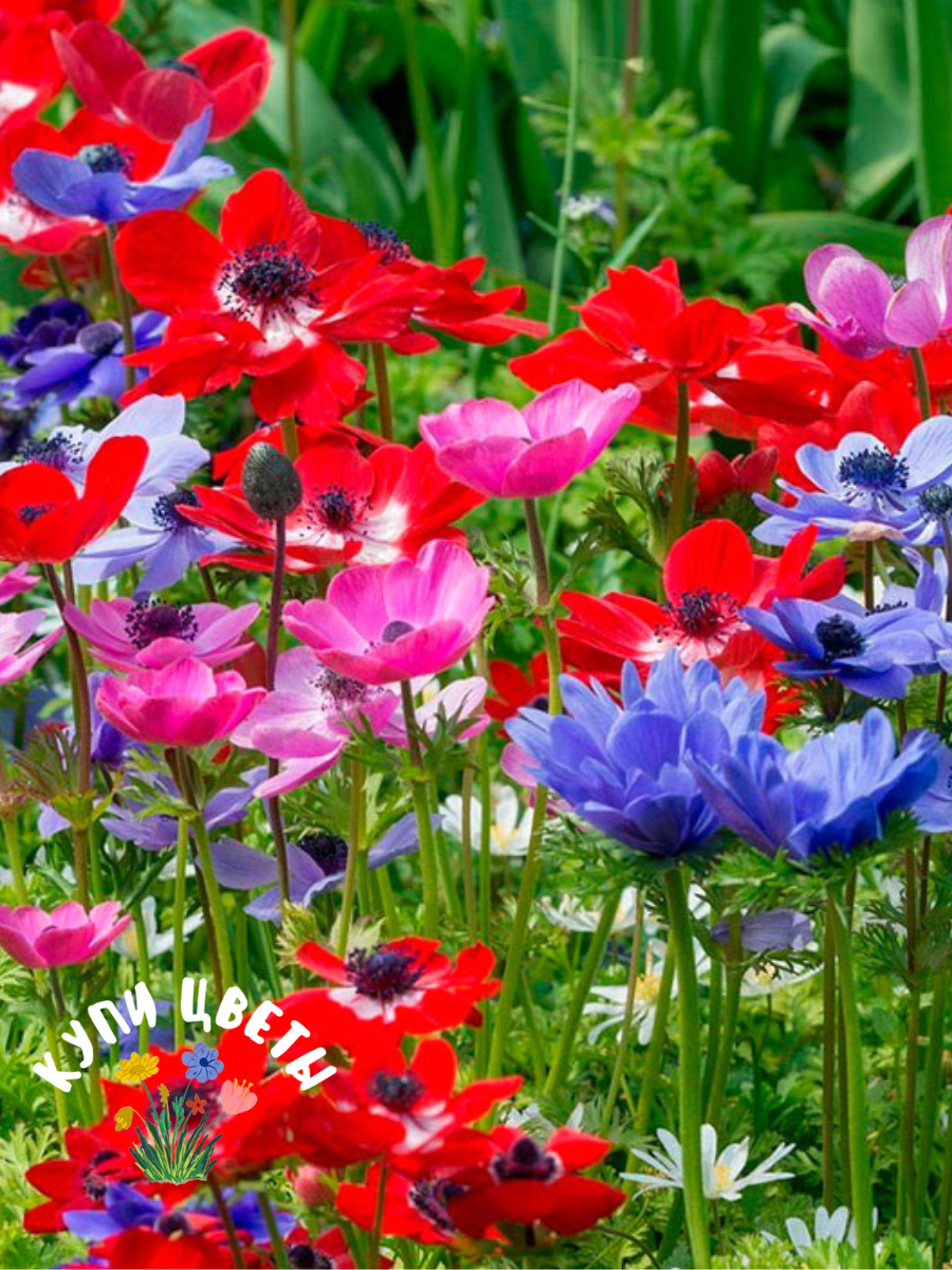 Луковицы цветов, купи цветы, Анемоны MAXI MIXED (50 луковиц)