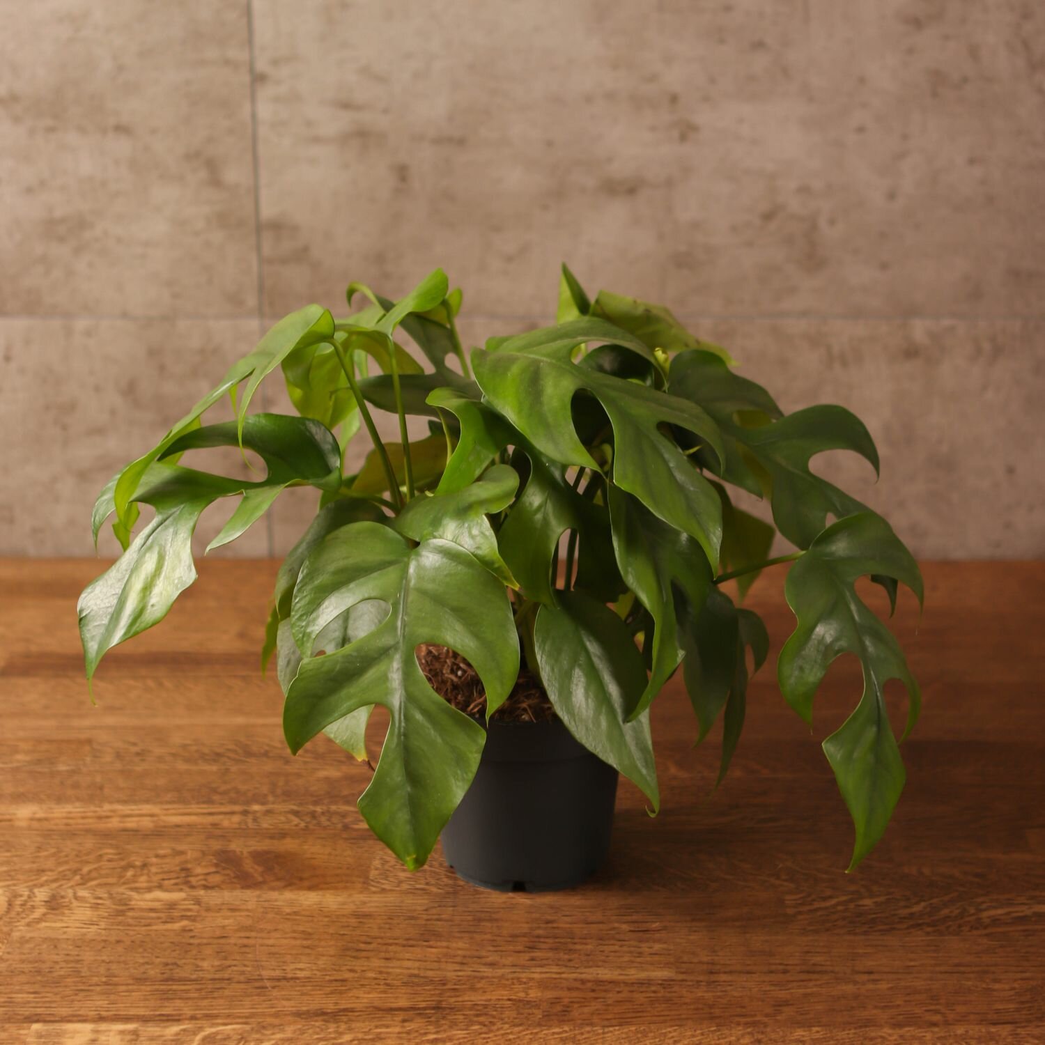 Монстера Минима 30/12