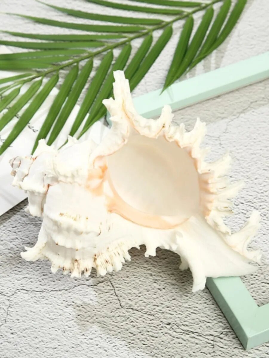 Ракушка морская, натуральная Мурекс, " Белая невеста" 10см./декорация для аквариума