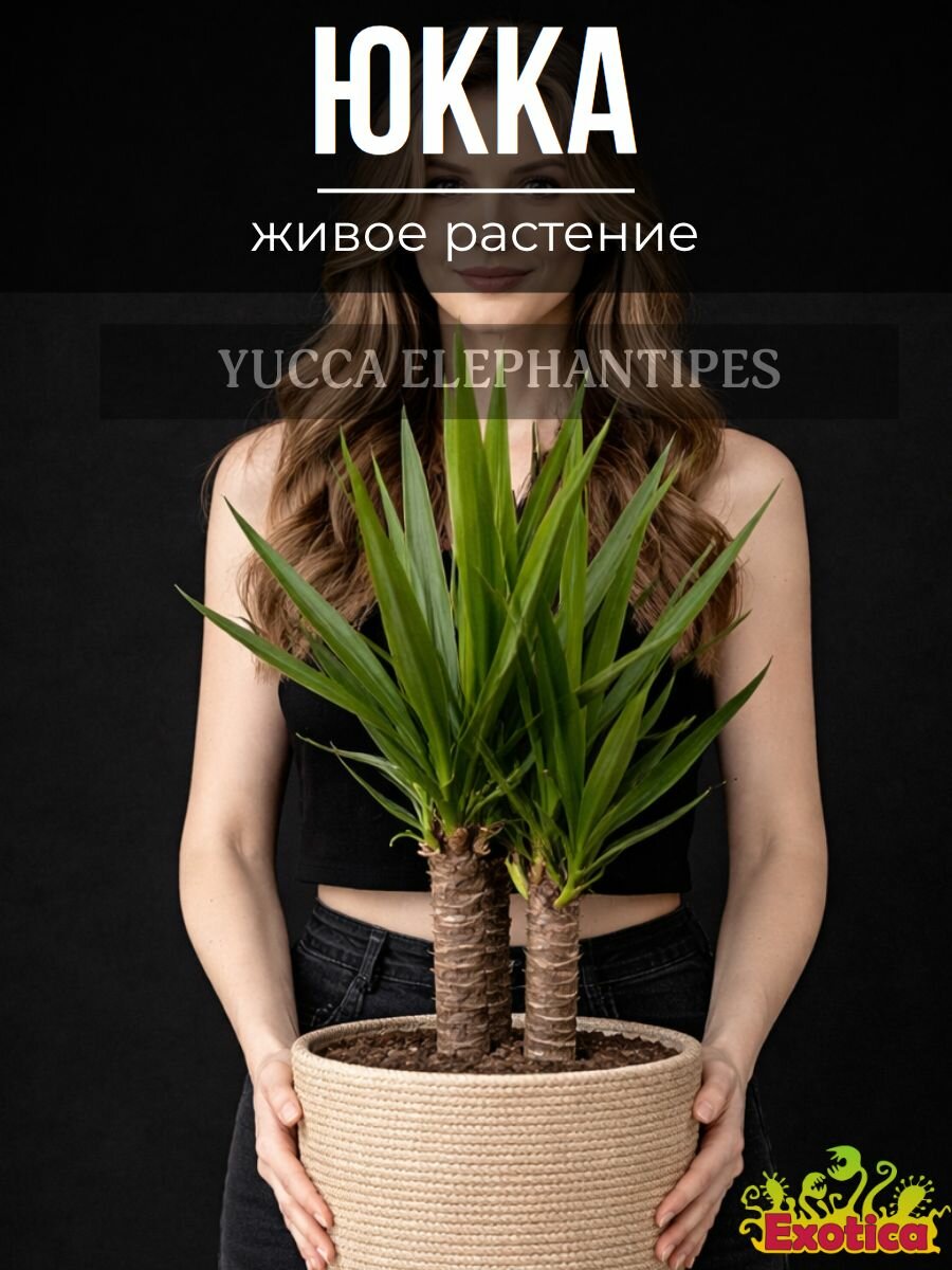 Юкка Слоновая (Yucca Elephantipes) D12см, лиственное растение