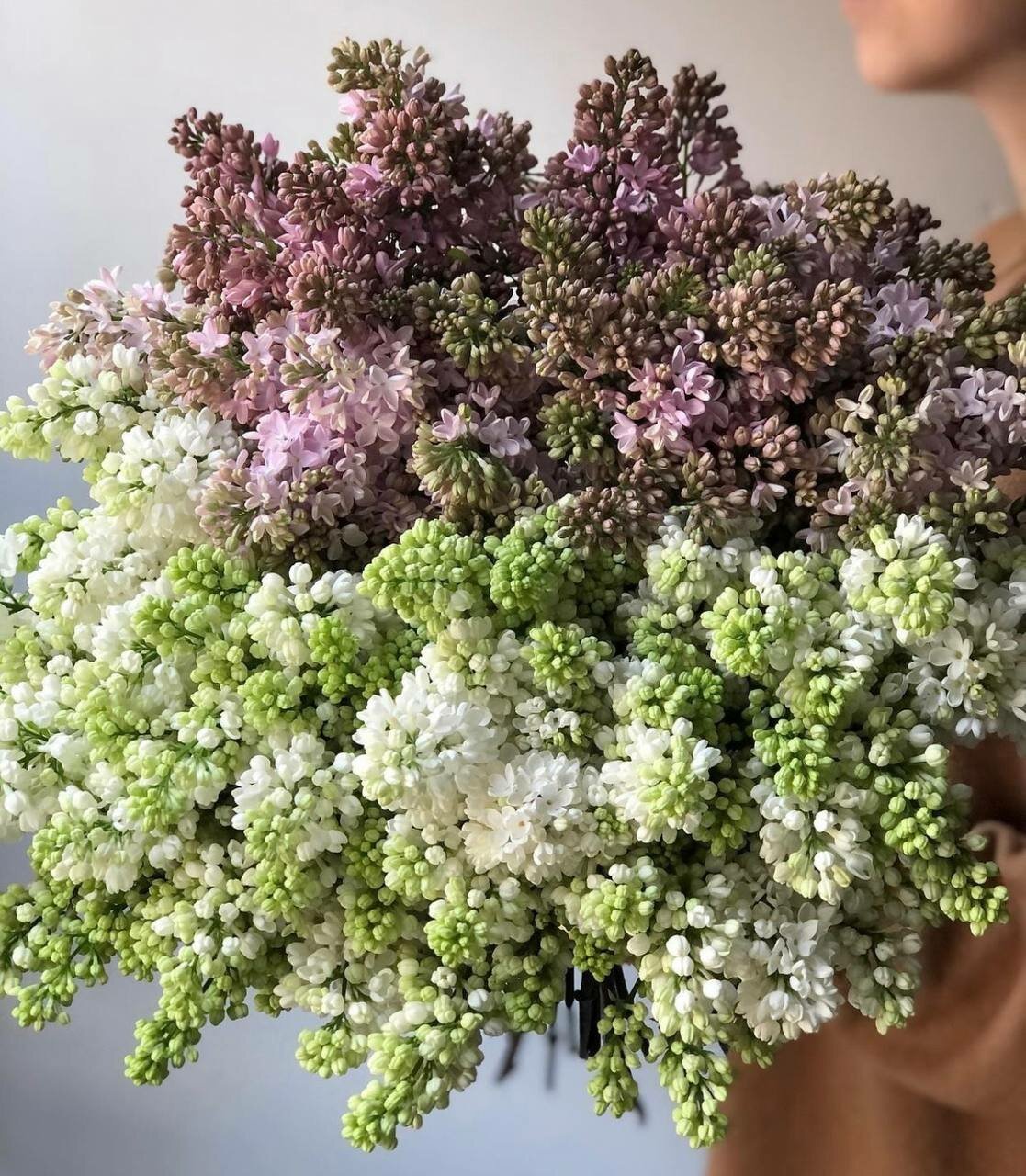 Премиум букет из сирени микс 51 шт, премиум цветы, шикарный, красивый букет цветов, сирень премиум.