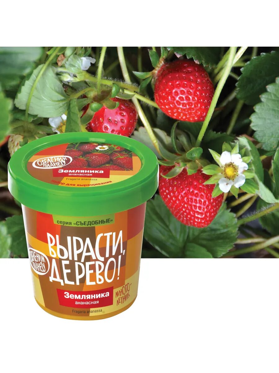 Набор для выращивания землиники ананасной