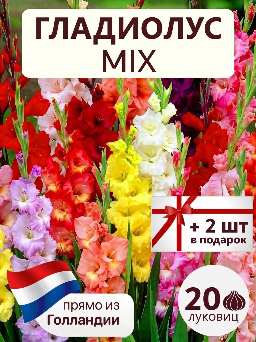 Гладиолусы луковицы крупноцветковые Микс, 20 шт