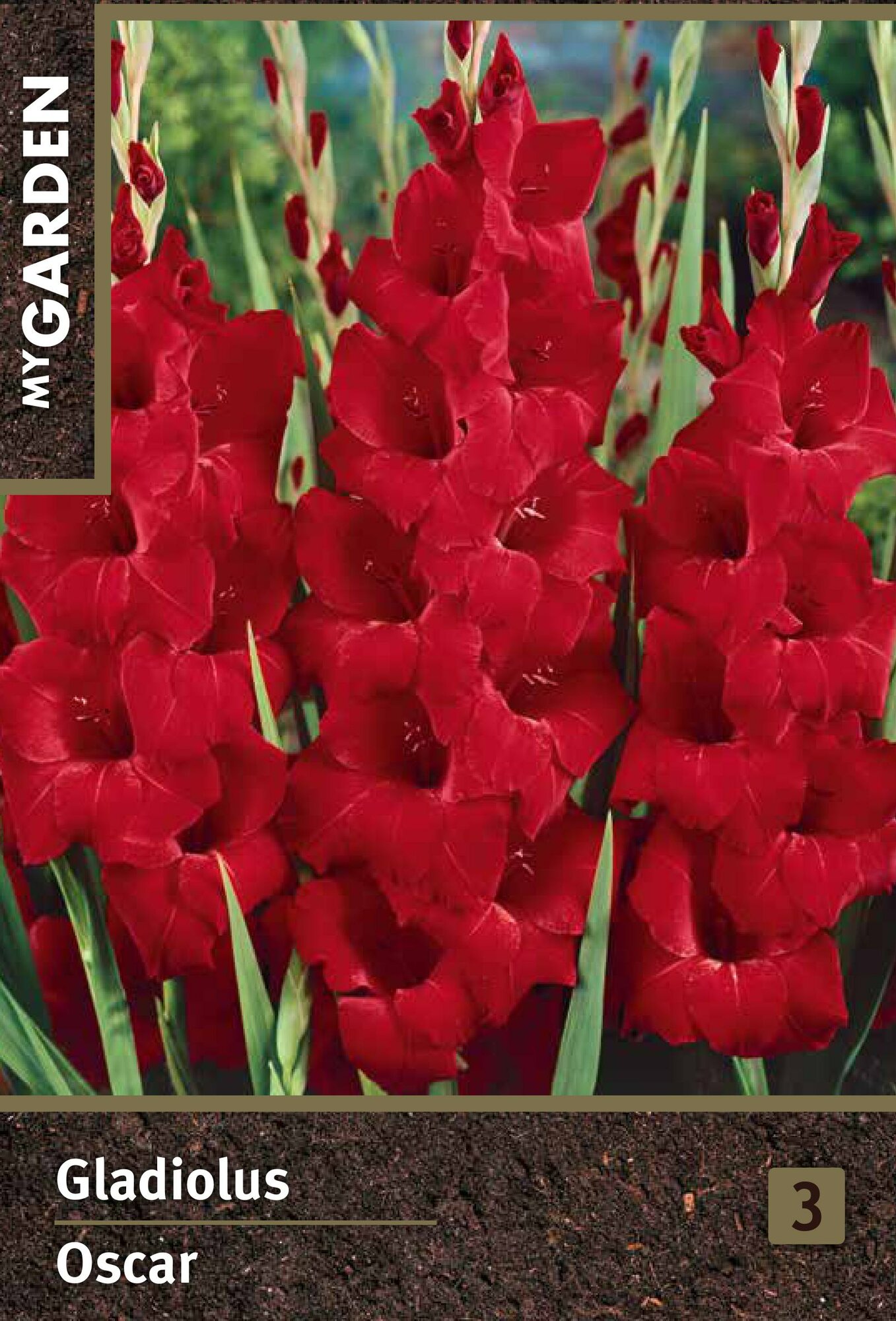 Гладиолус крупноцветковый Оскар