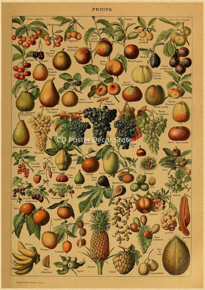 Плакат ботаническая иллюстрация А4/A3 крафт бумага 16, A4 8.3x11.8inch