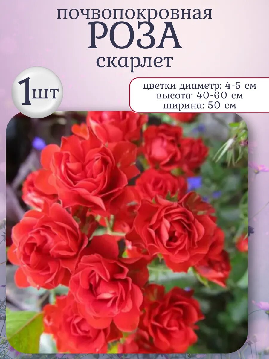 Роза почвопокровная, многолетние цветы 1 шт