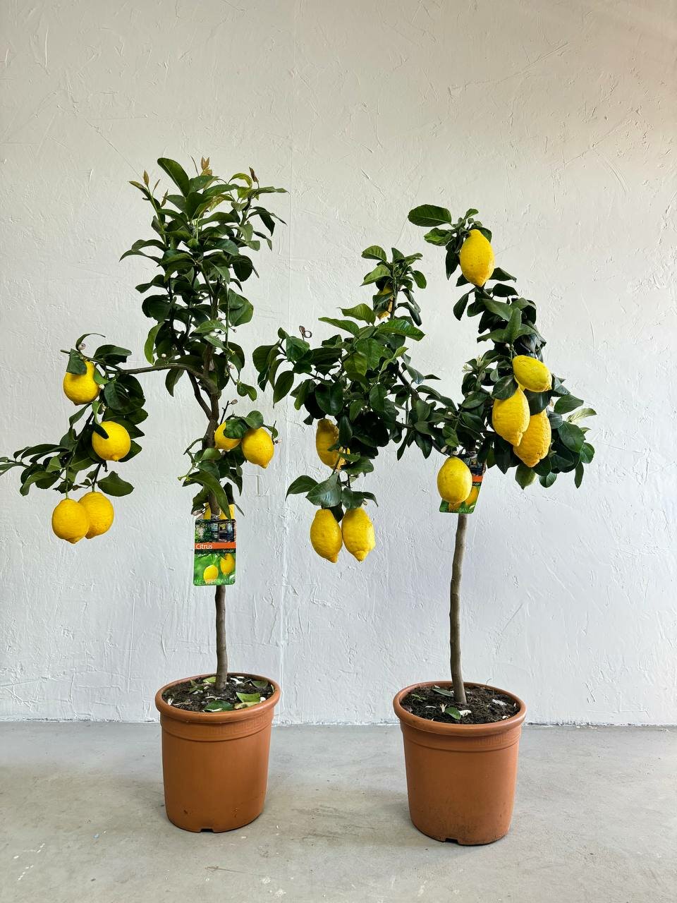 Лимонное дерево с плодами h 100 см, d 24 см от бренда Margo plants