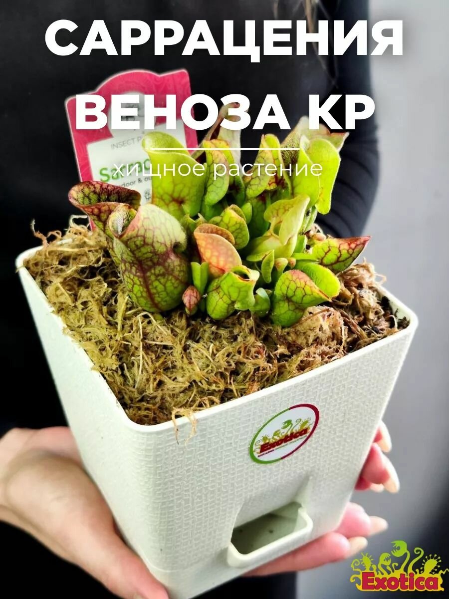 Саррацения Веноза Красная (лат. Sarracenia Venosa Red) пересаженная D12см, насекомоядное растение