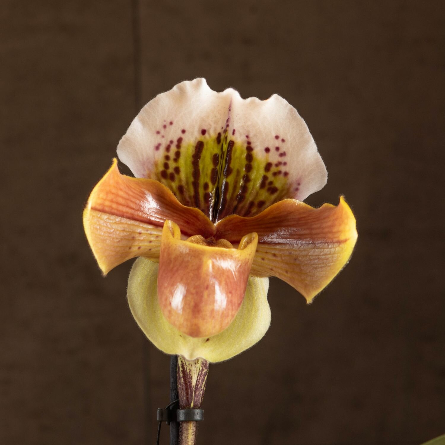 Орхидея Пафиопедилум Американский коричнево-салатовый с белым D12