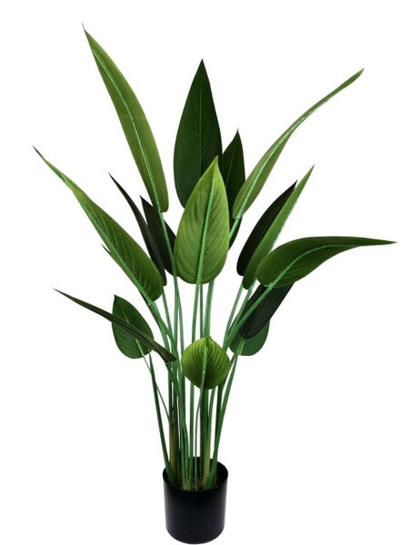 Стрелиция узколистная 160 см