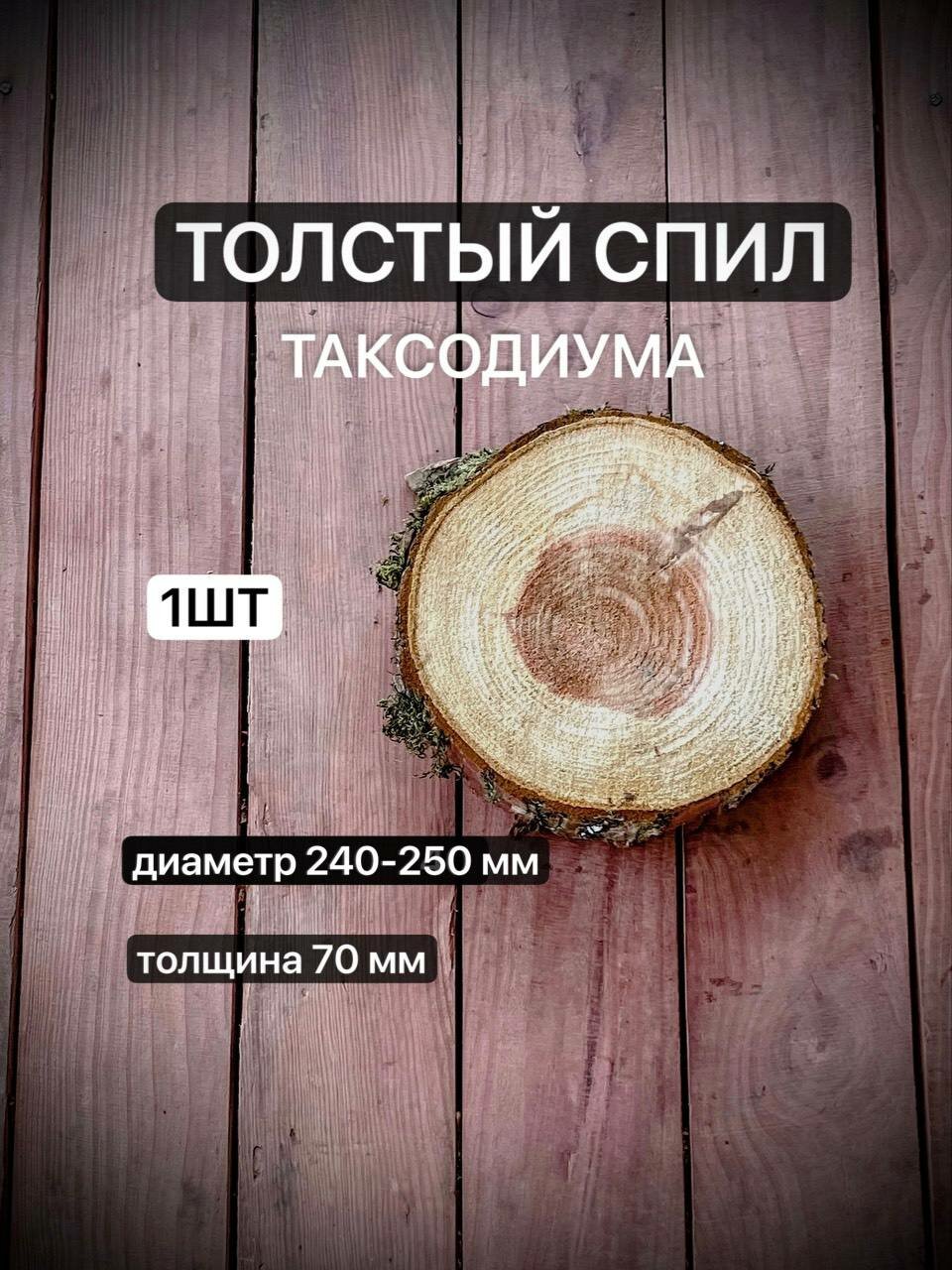 Толстый спил Таксодиума, диаметр 24-25 см, толщина 7 см, 1шт