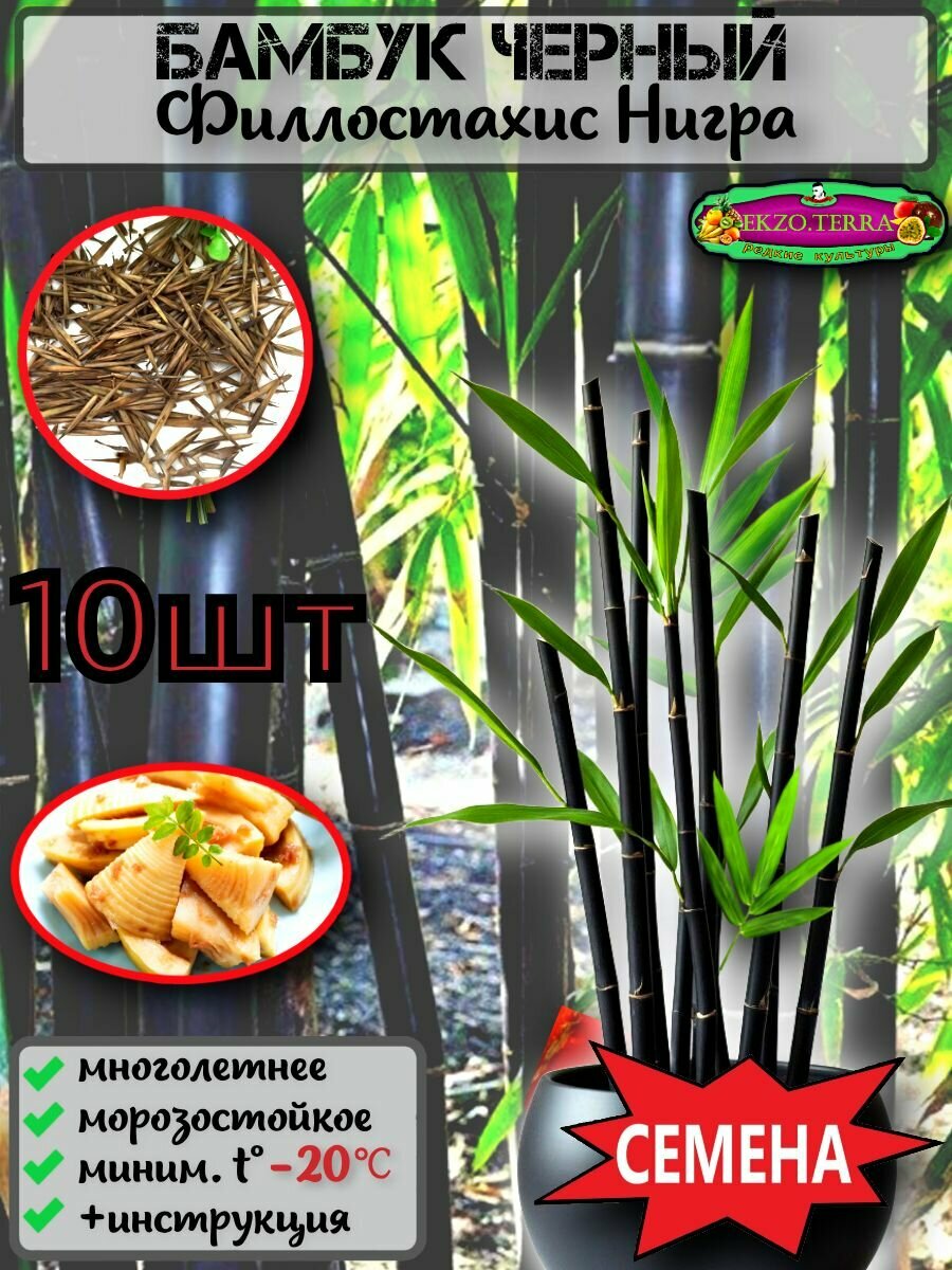 Семена Бамбук Черный "Phyllostachys nigra" 10 шт.