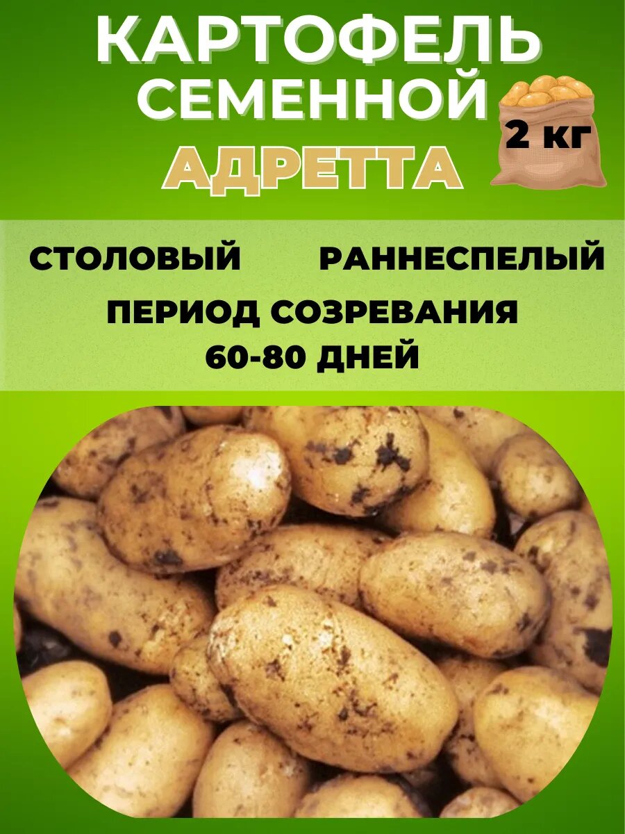 Картофель семенной на посадку, 2 кг