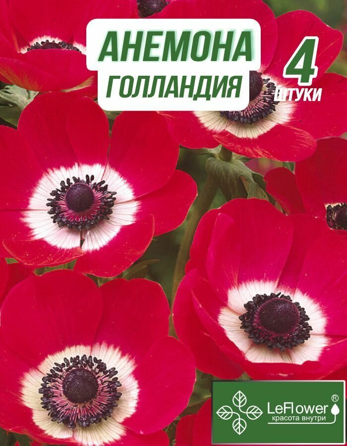 Анемона, Голландия 4шт