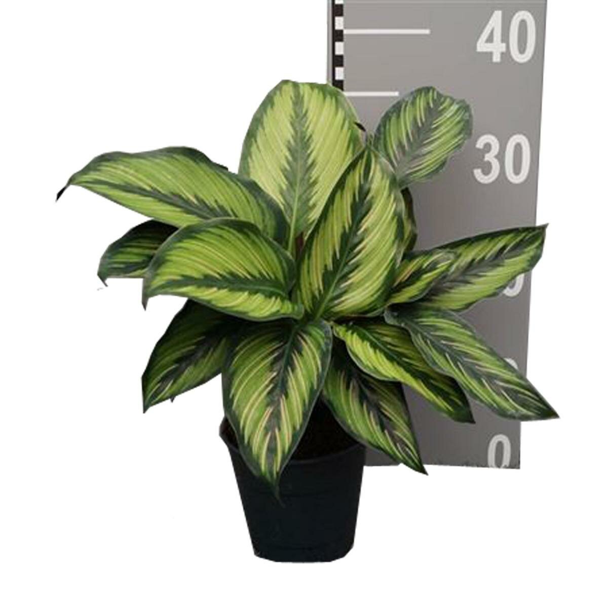 Калатея Пинстрайп - Calathea Pinstripe D12 H35