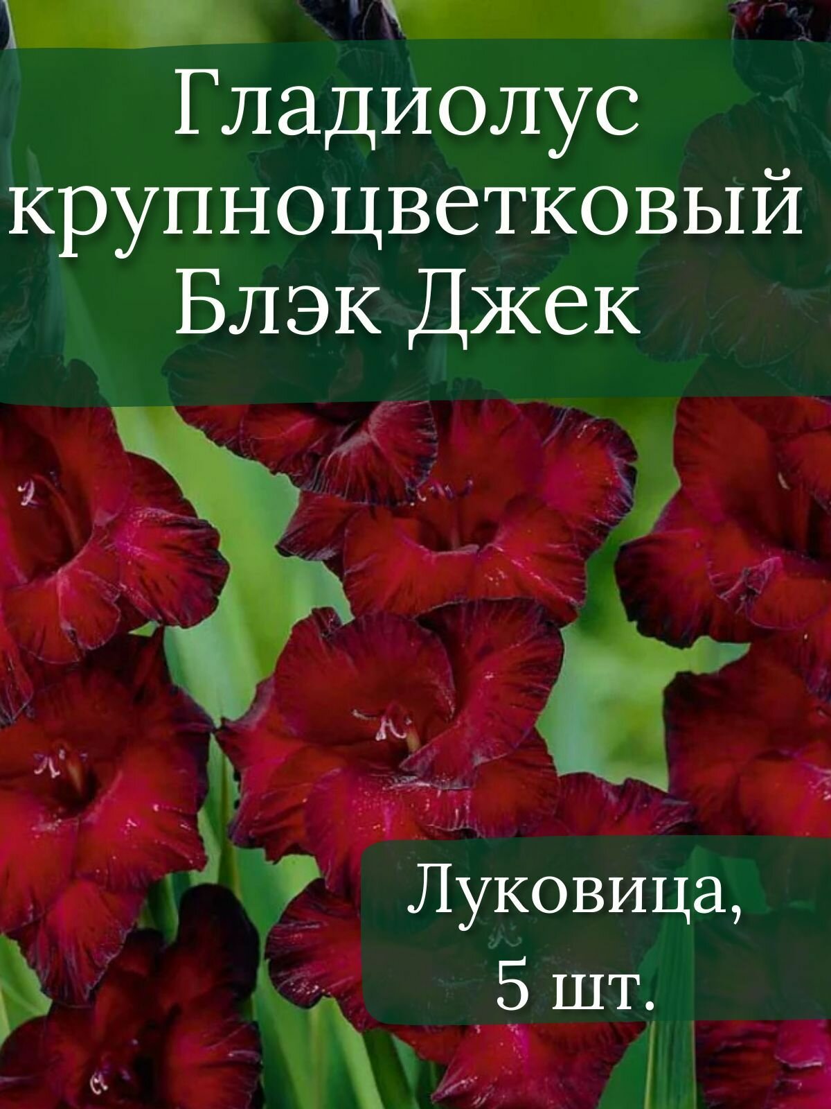 Гладиолус крупноцветковый Блэк Джек; Луковица, 5 шт.
