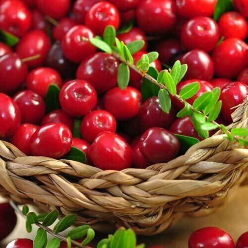 Семена Клюква Лесная красавица