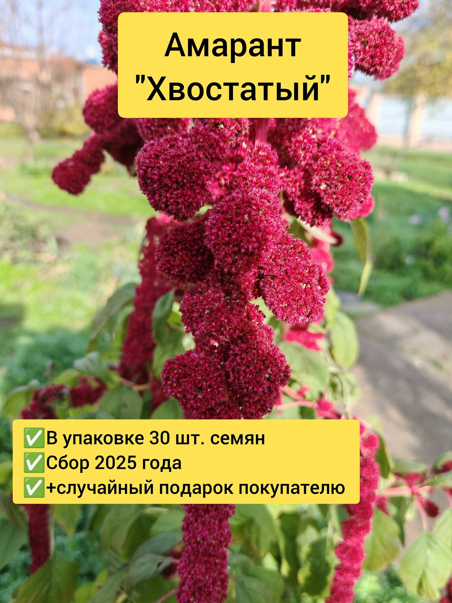 Семена амаранта "Хвостатый", многолетние, для улицы, 30 штук