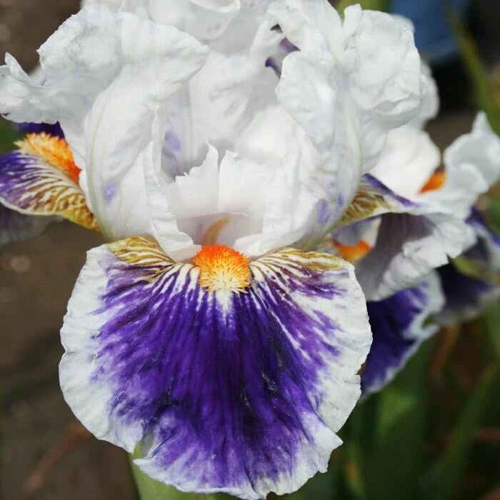 Ирис бородатый Американ Патриот луковицы, клубни, корни цветов