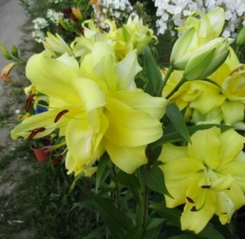 Лилия Экзотик Сан 1 шт