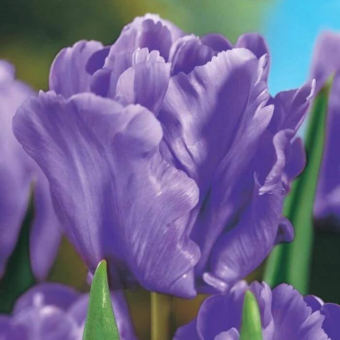 Тюльпан Блу Пэррот 5 шт.