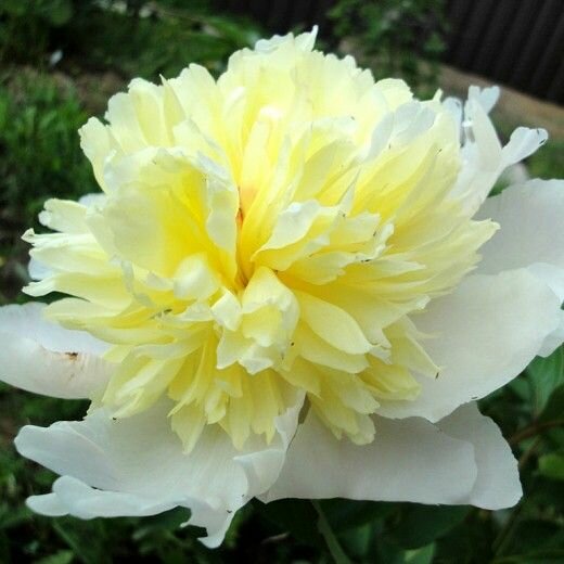 Пион Лаура Десерт 1шт