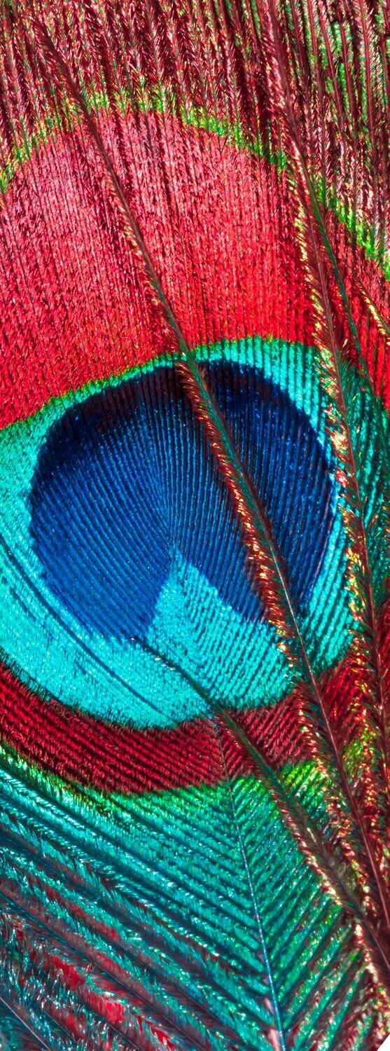 Фотообои 3d на стену флизелиновые HARMONY Красные павлиньи перья 100х270 см HD1-085 фото обои на стену 3д