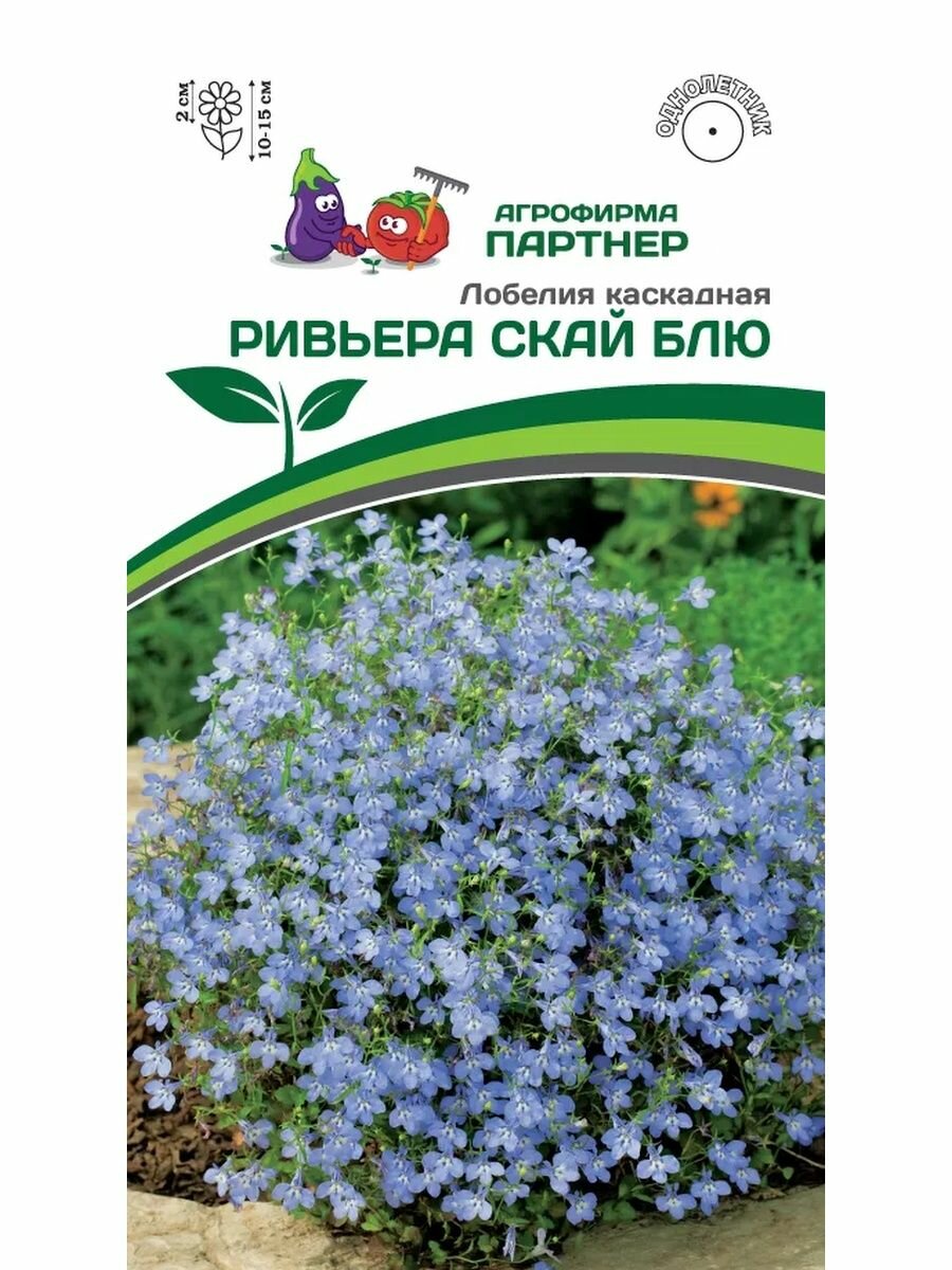 Лобелия каскадная Ривьера