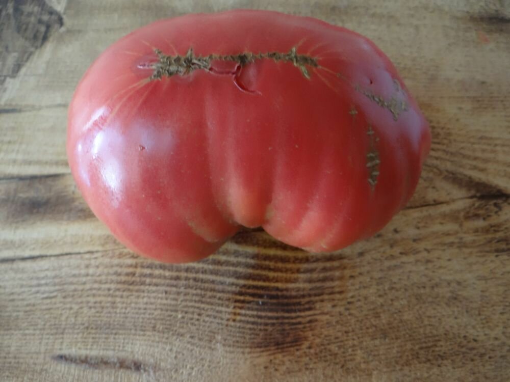 Коллекционные семена томата Гарфаньяны килограмм