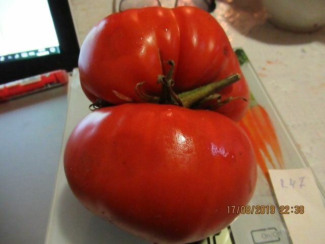 Коллекционные семена томата Большой Зак Ансемс