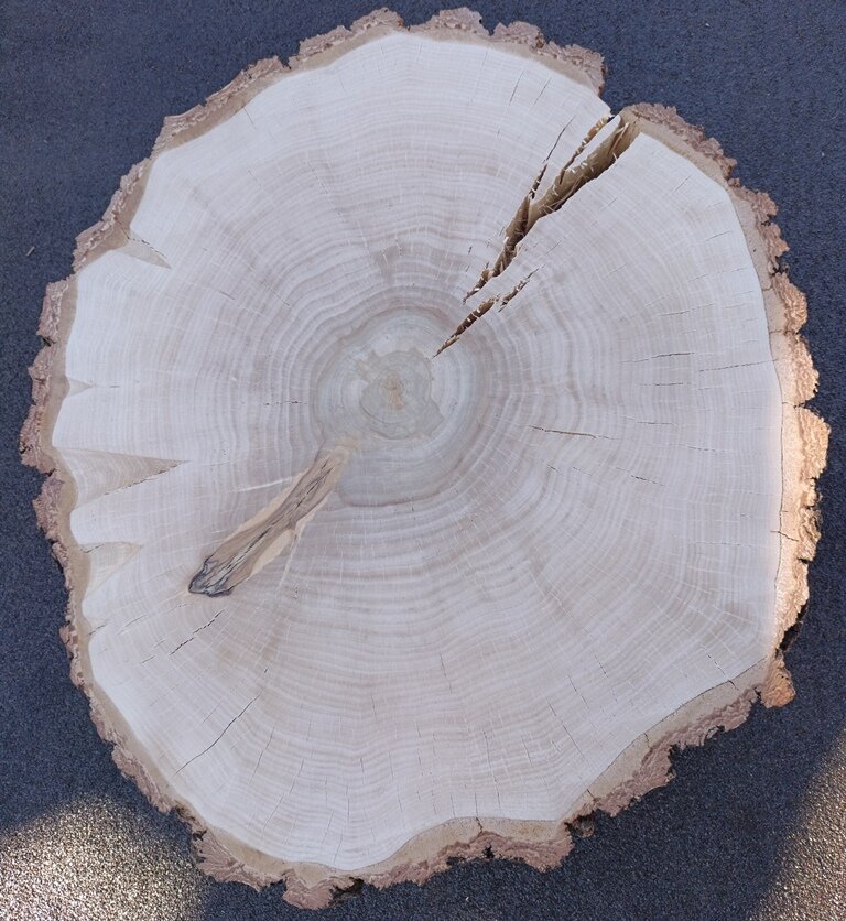 Спил березы с корой