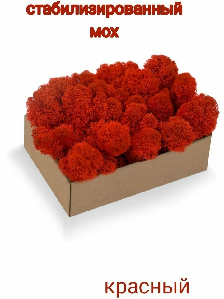 Стабилизированный мох , цв. красный ,70 гр.