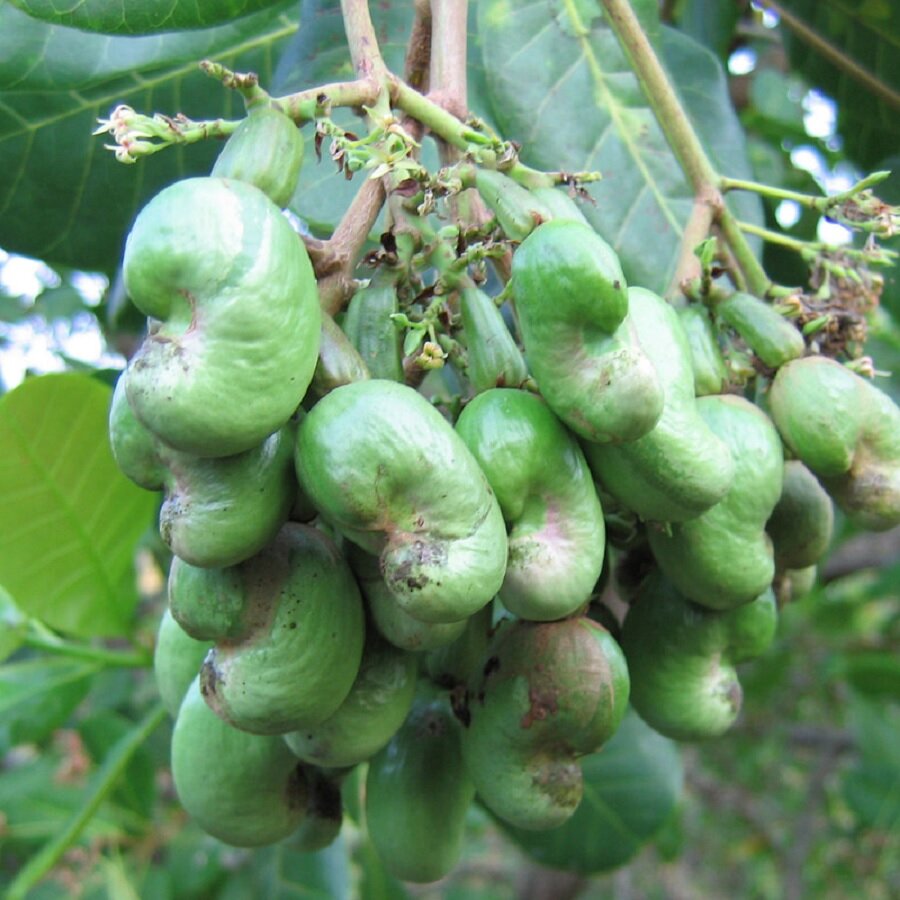 Семена Deodar SEEDS COMPANY Кешью 3 шт.