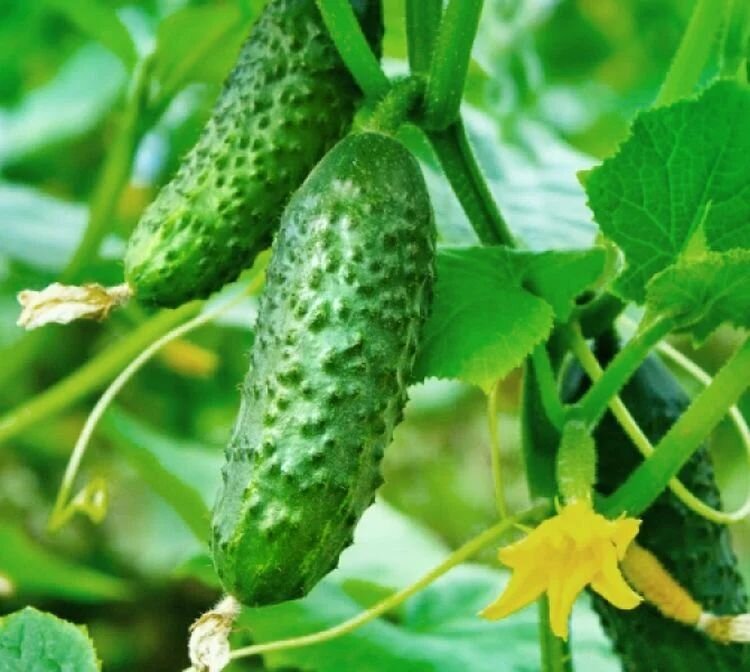 Коллекционные семена огурца Цыганский табор F1