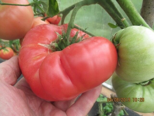 Коллекционные семена томата Юсуповский с Ферганы