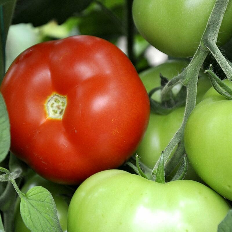 Коллекционные семена томата Соренто