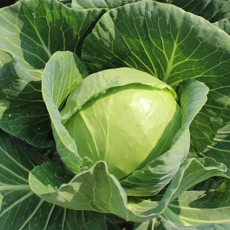 Коллекционные семена капусты б/к Хьюстон F1