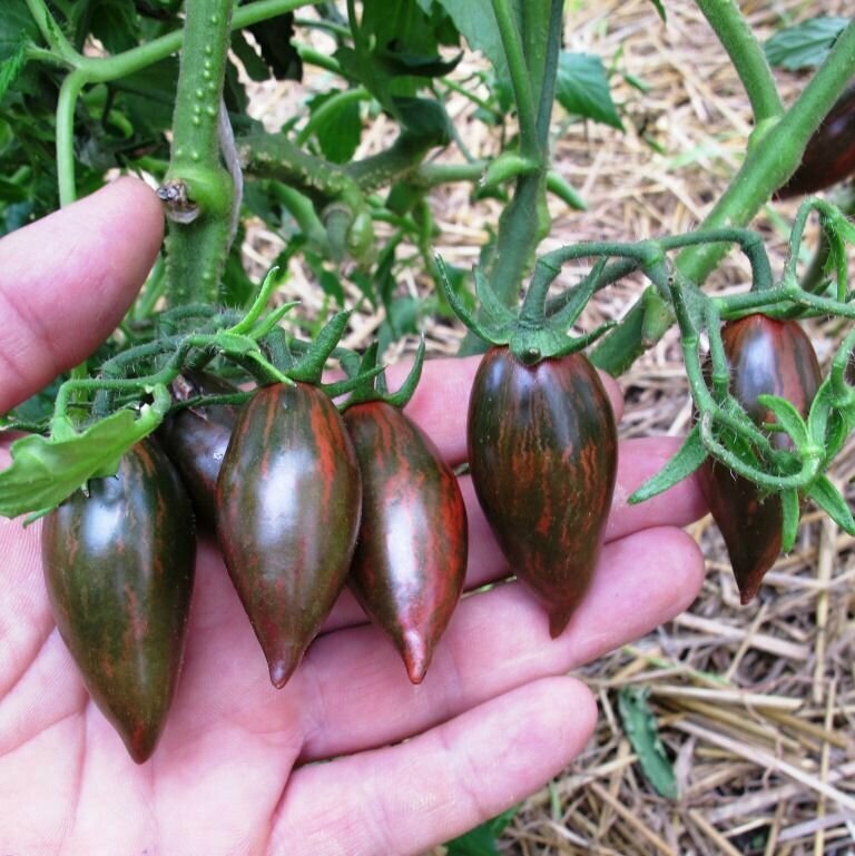 Коллекционные семена томата Фиолетовый изумруд