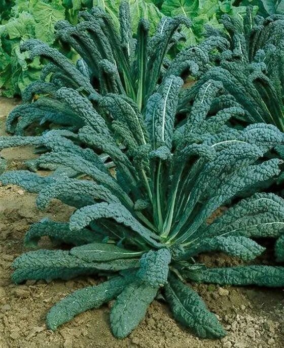 Коллекционные семена капусты курчаволистная листовая Тоскана