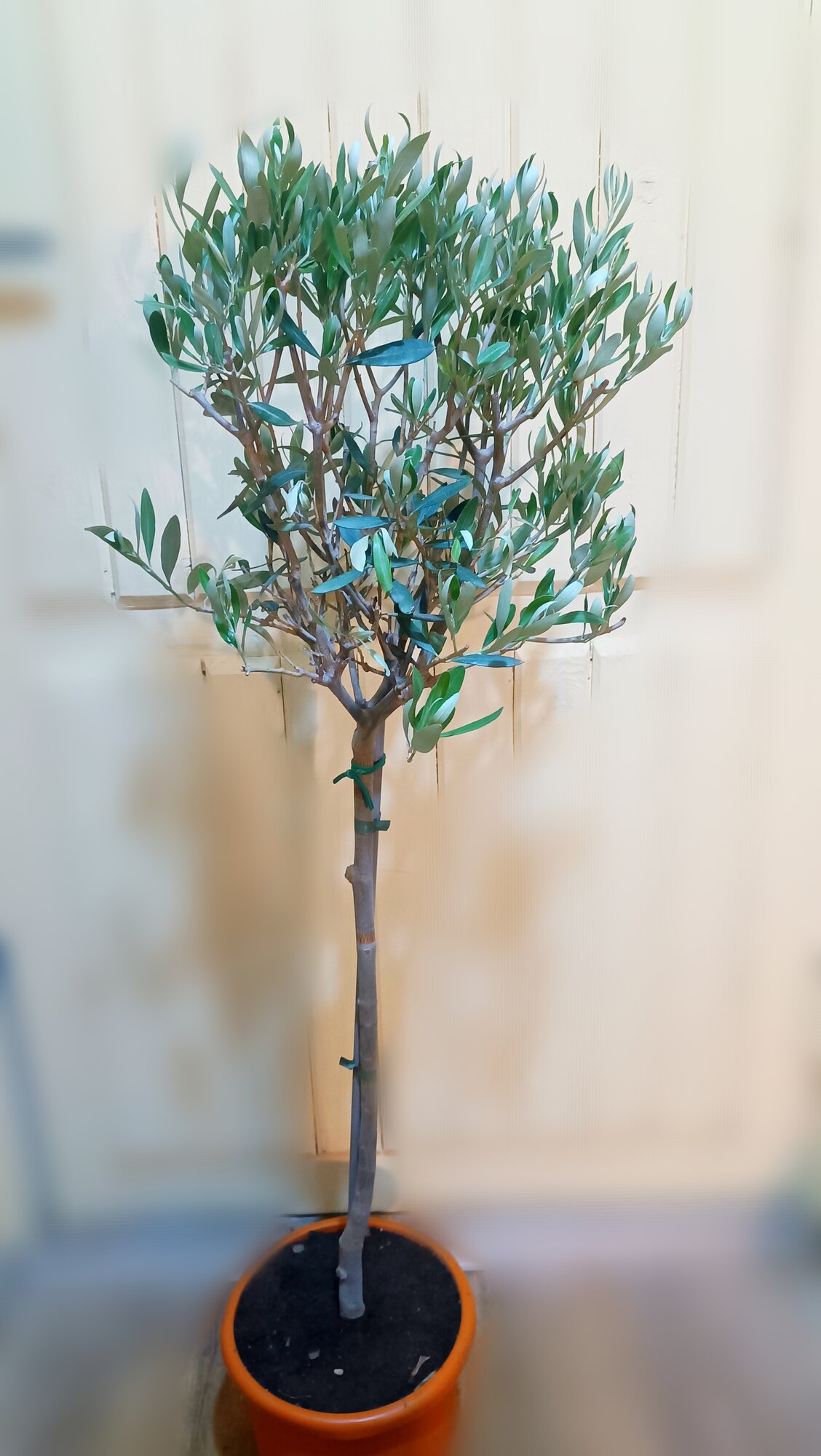 Олива, оливковое дерево, живое растение в горшке высота 100см д21