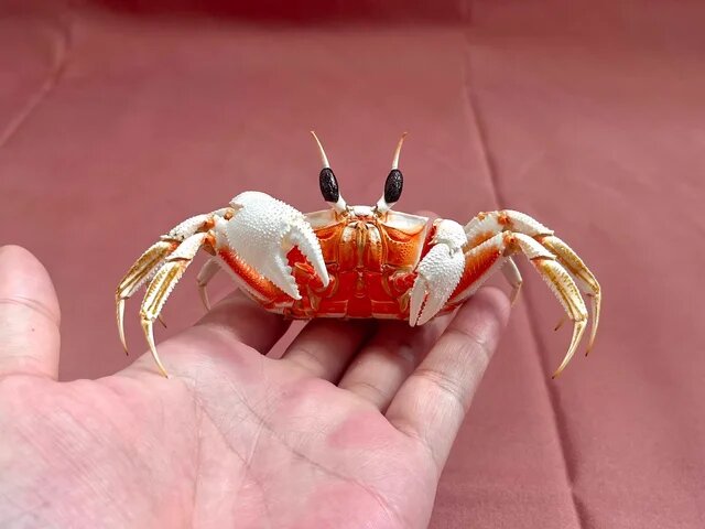 Подлинный экземпляр краба, песчаный краб с рогатыми глазами, уникальная ручная работа, украшение для дома коллекционера, настольное украшение, возможность персонализации.