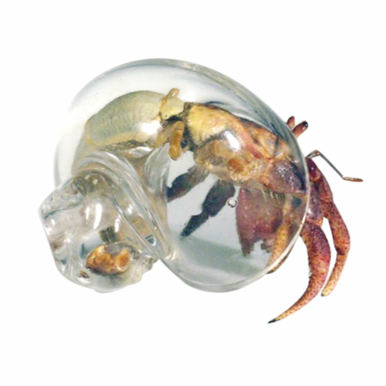 Раковины для Раков-Отшельников