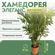 Домашнее растение для дома и офиса Хамедорея Элеганс (65) Chamaedorea elegans