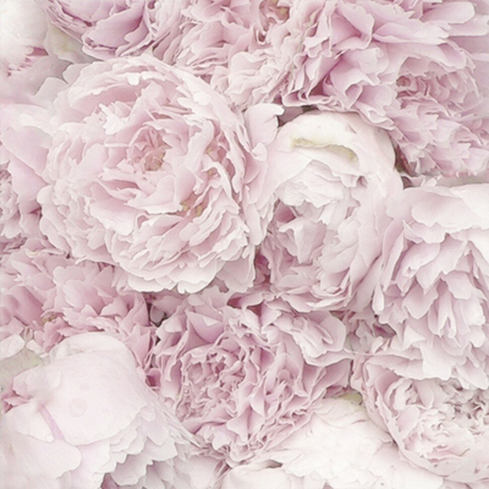 #80060 Салфетка трехслойная для декупажа "Пион" 33 x 33 см Sagen Vintage Design 4 шт