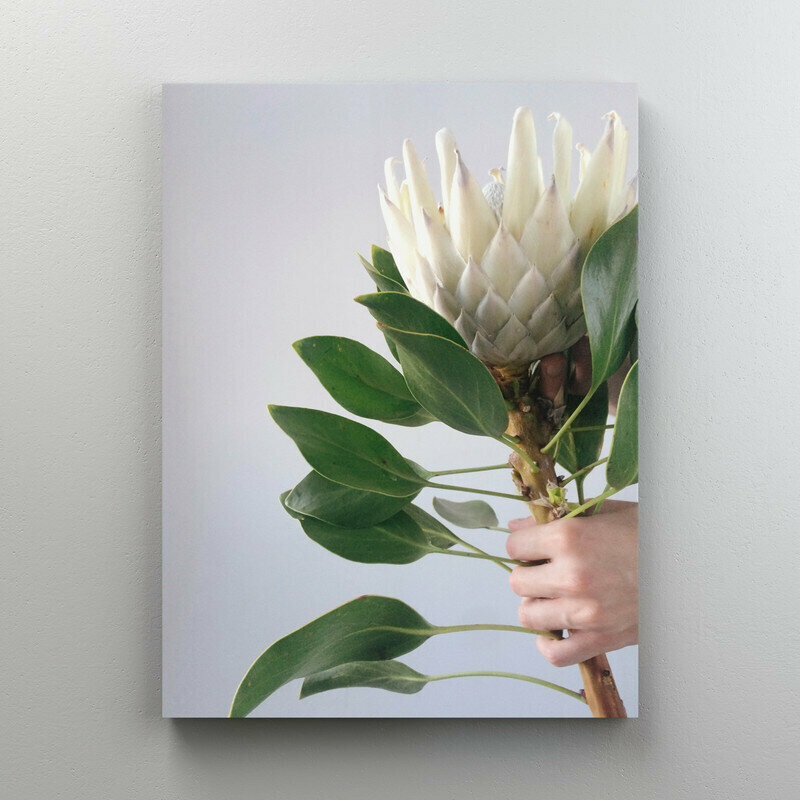 Интерьерная картина на холсте "Белая протея в женских руках" размер 22x30 см