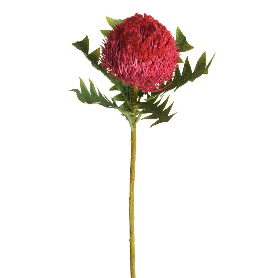 Fiebiger Floristik 211740-560 Цветок декоративный "Банксия", 68 см