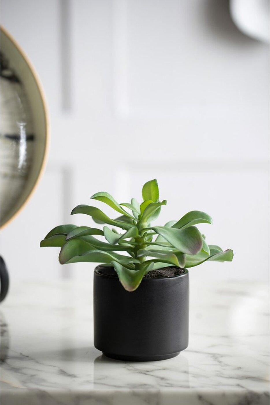 F2637 Растение декоративное Суккулент 19 х 19 х 16см, Glasar