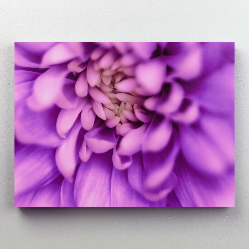 Интерьерная картина на холсте "Фиолетовая хризантема - макросъемка" размер 30x22 см