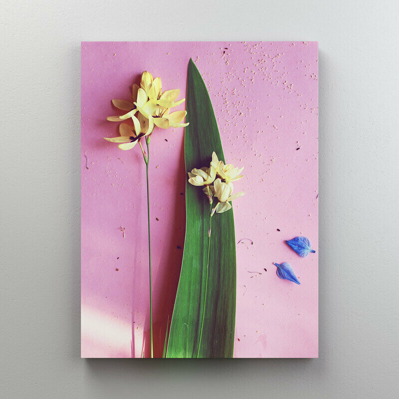 Интерьерная картина на холсте "Иксия йеллоу эмперор - желтые цветы на розовой стене" размер 22x30 см