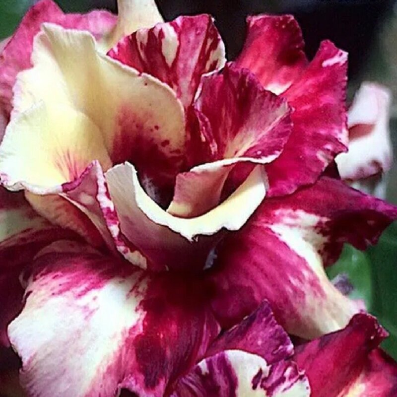 Адениум, Adenium Obesum Desert Rose Sacred heart, Священное сердце, семена